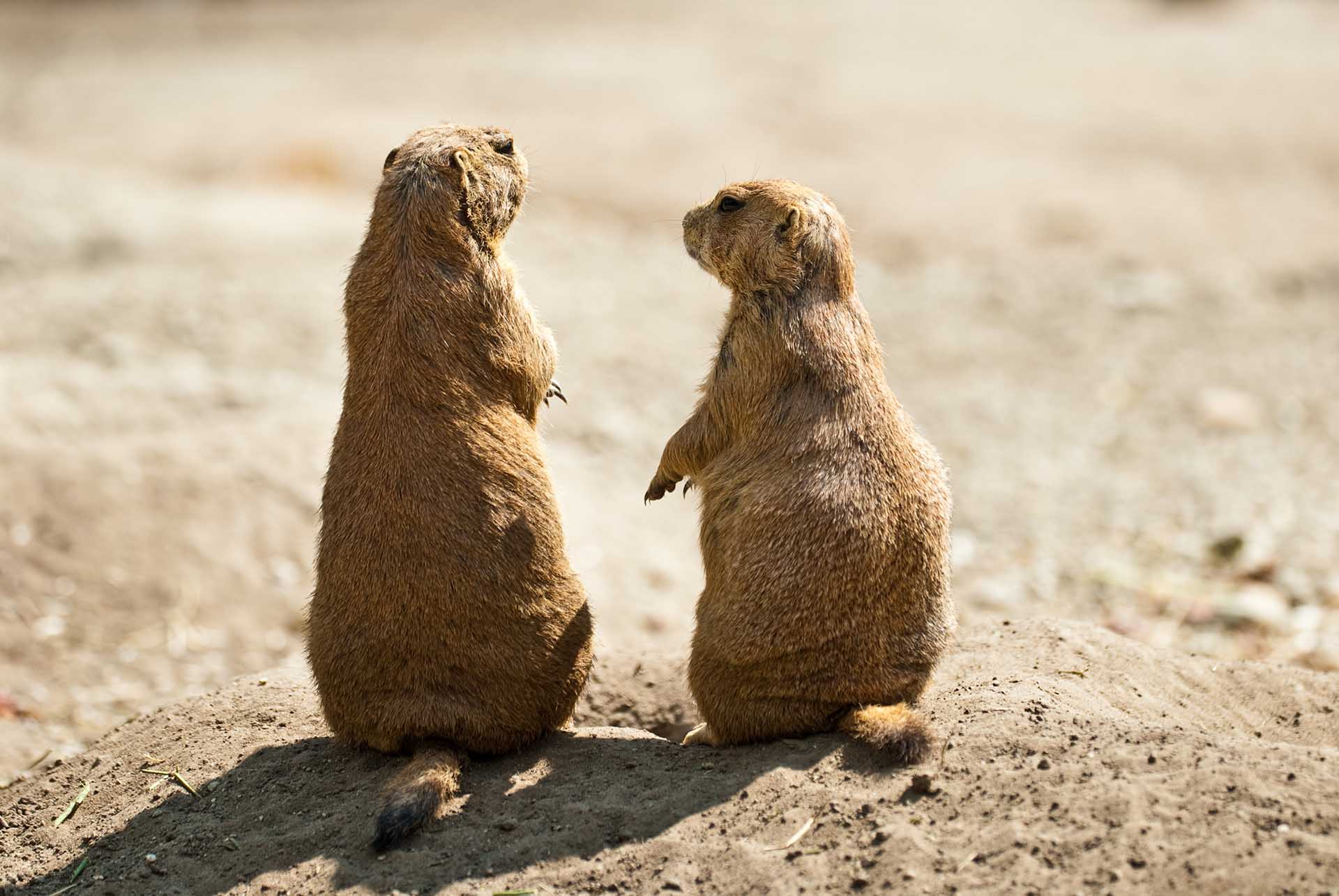 Prairie Dogs - People for Native Ecosystems